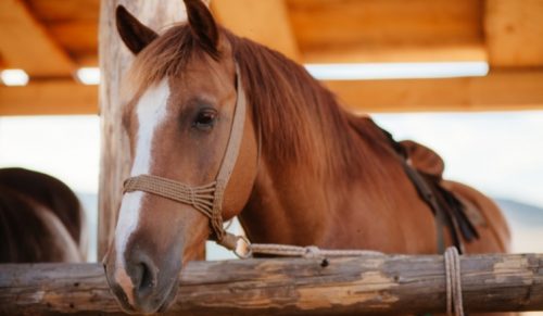 Fly Control For Horse Stables - Stablebuzz